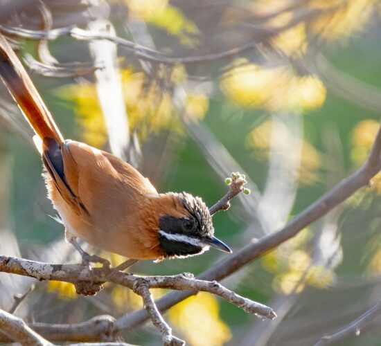 The Andean Birder – Birdwatching and nature tours in Colombia